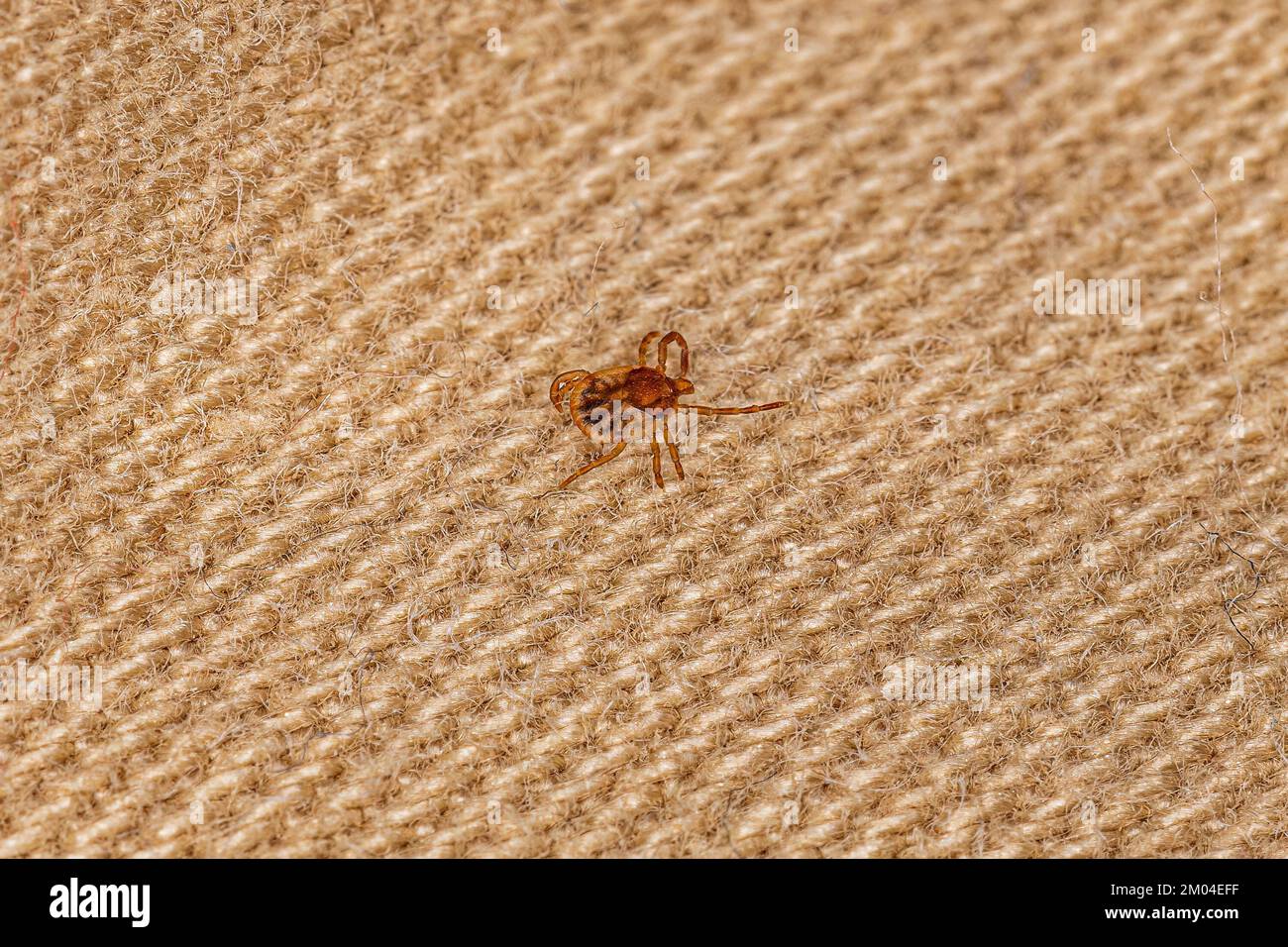 Juvenile Cayenne Tick of the species Amblyomma cajennense Stock Photo ...