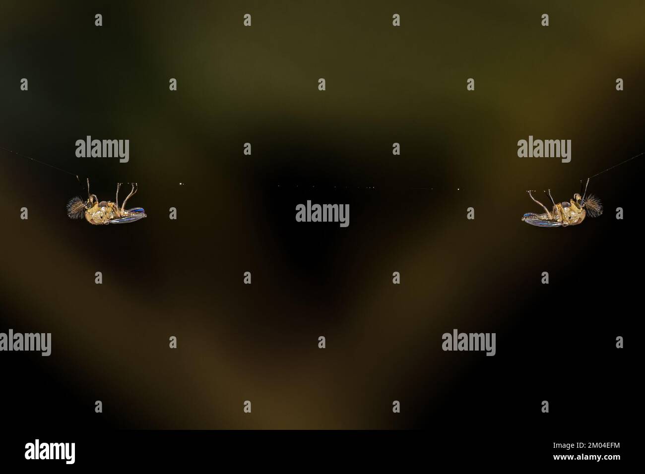 Adult Non-biting Midges of the Family Chironomidae Stock Photo - Alamy