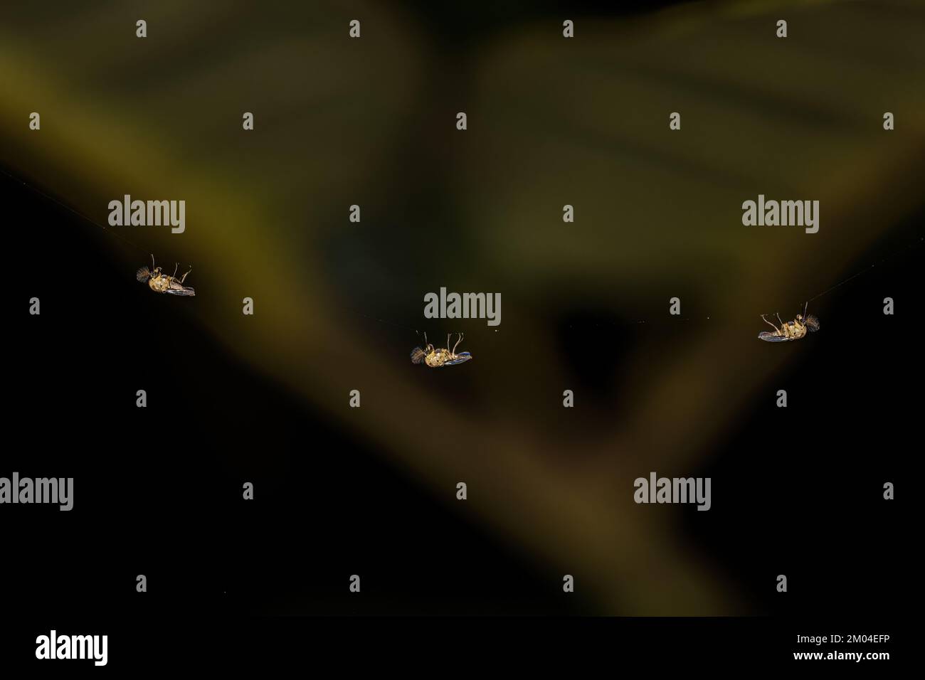 Biting midges hi-res stock photography and images - Alamy