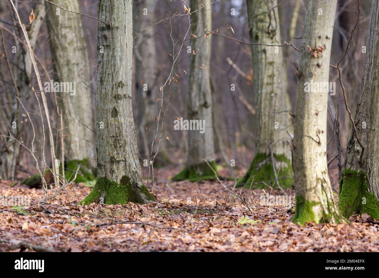 Carpinus betulus, the European or common hornbeam, is a species of tree ...