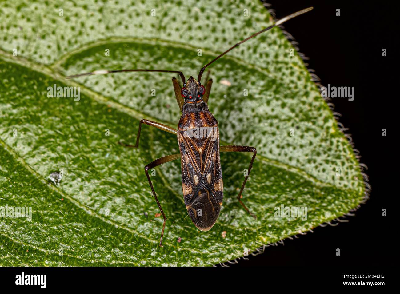 Ozophora hi-res stock photography and images - Alamy