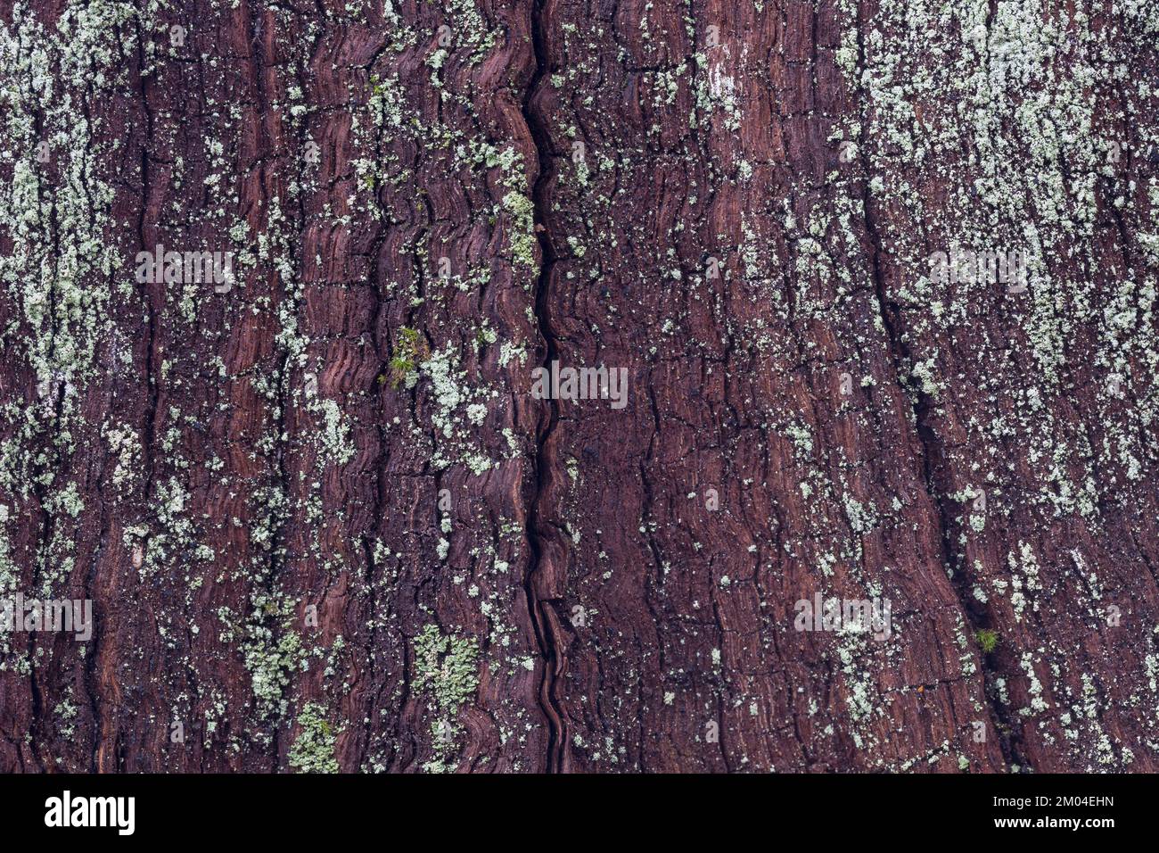 Old dead wood covered with lichen and moss - unique natural backgrounds ...