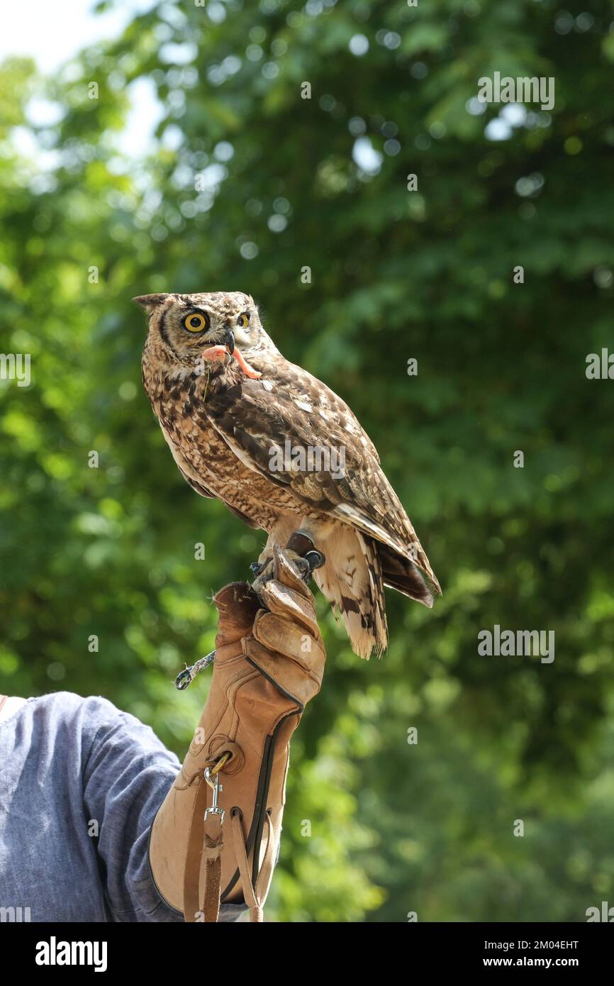 Owl with raw meat in the beak on the leather glove of a female falconer ...