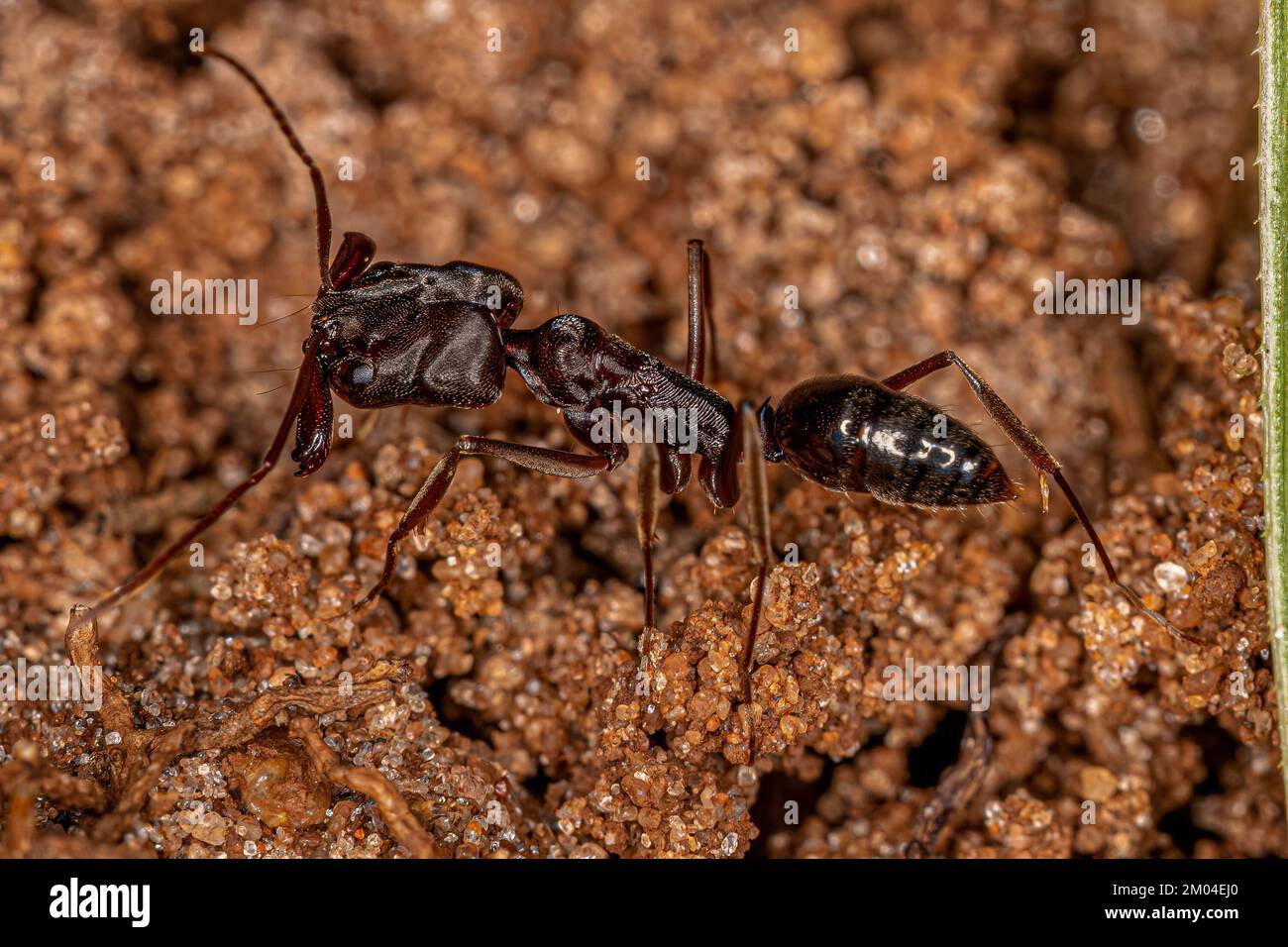 Adult Trap-jaw Ant of the Genus Odontomachus Stock Photo - Alamy