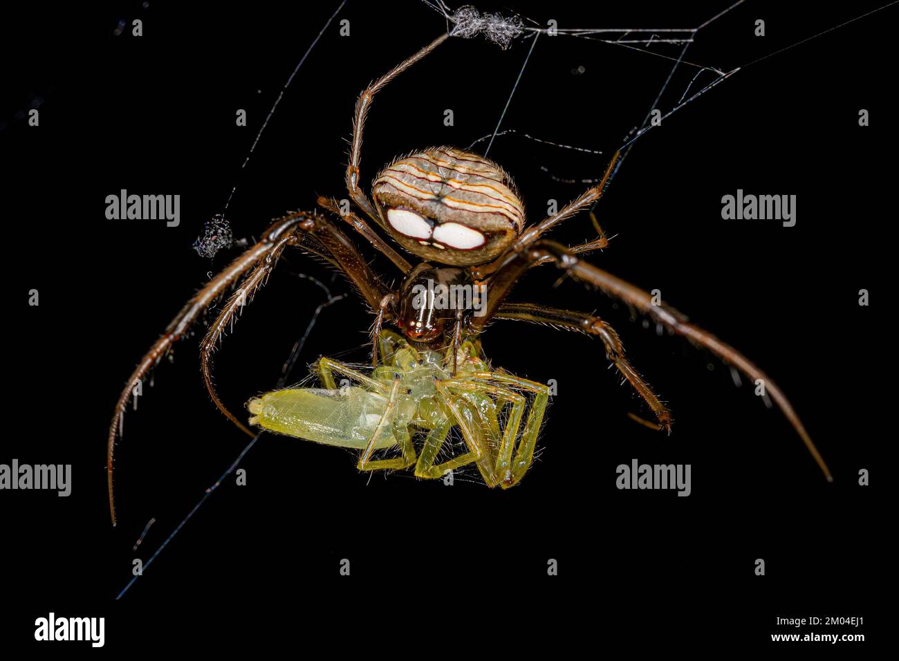 Small Female Pirate Spider of the Genus Gelanor preying on a Small ...