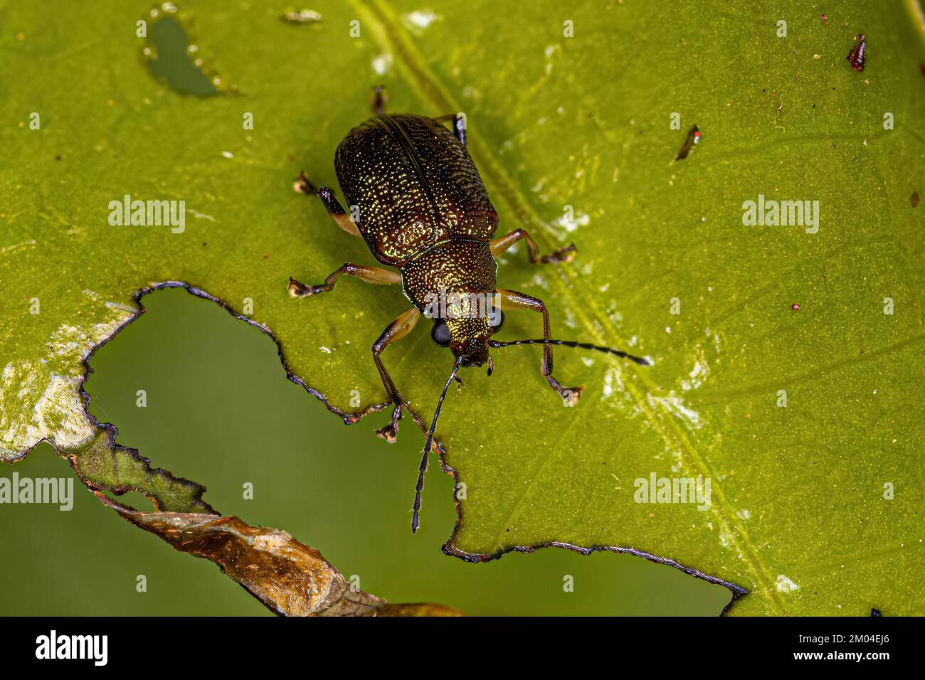 Adult Leaf Beetle of the Subfamily Eumolpinae Stock Photo - Alamy