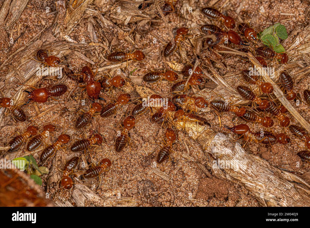 Adult Jawsnouted Termites of the species Syntermes molestus Stock Photo ...