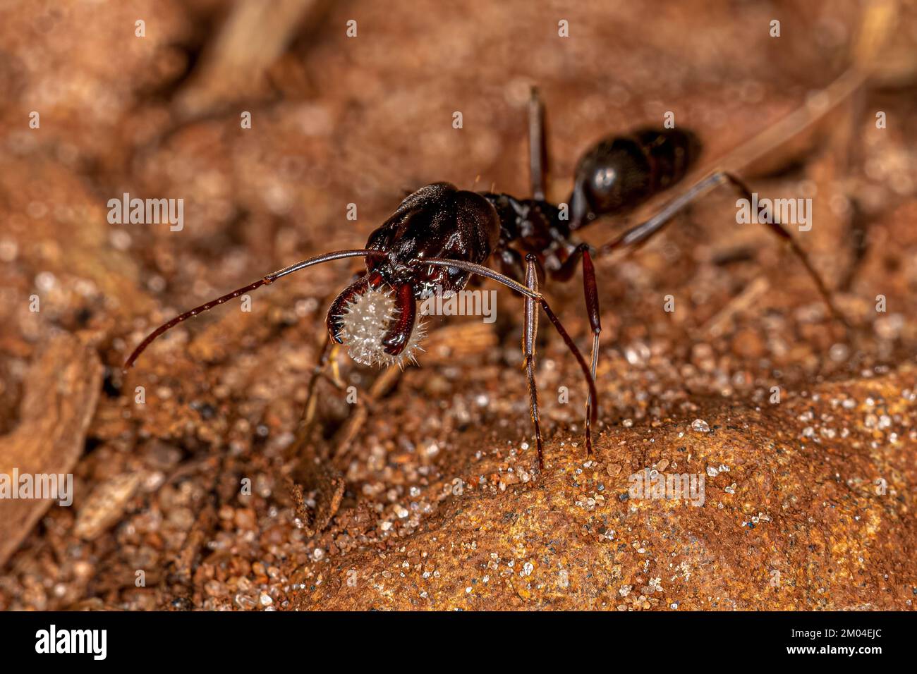 Adult Trap-jaw Ant of the Genus Odontomachus Stock Photo - Alamy