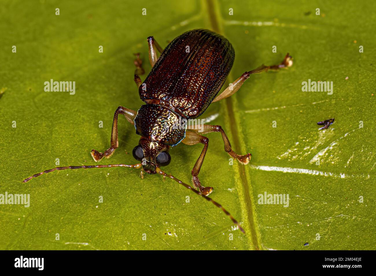 Adult Leaf Beetle of the Subfamily Eumolpinae Stock Photo - Alamy