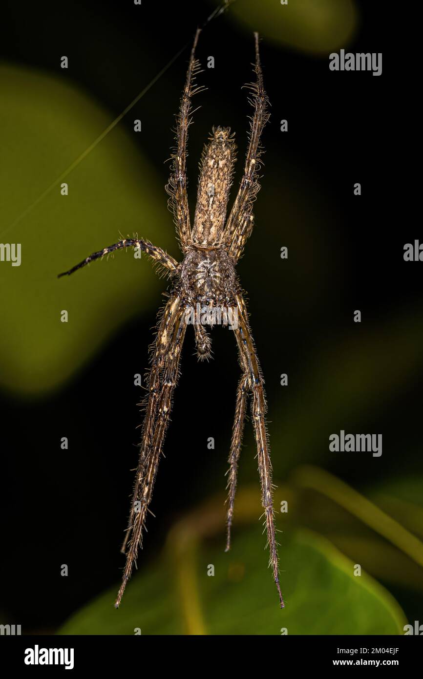 Small Bark Hunter Spider of the Genus Senoculus Stock Photo - Alamy