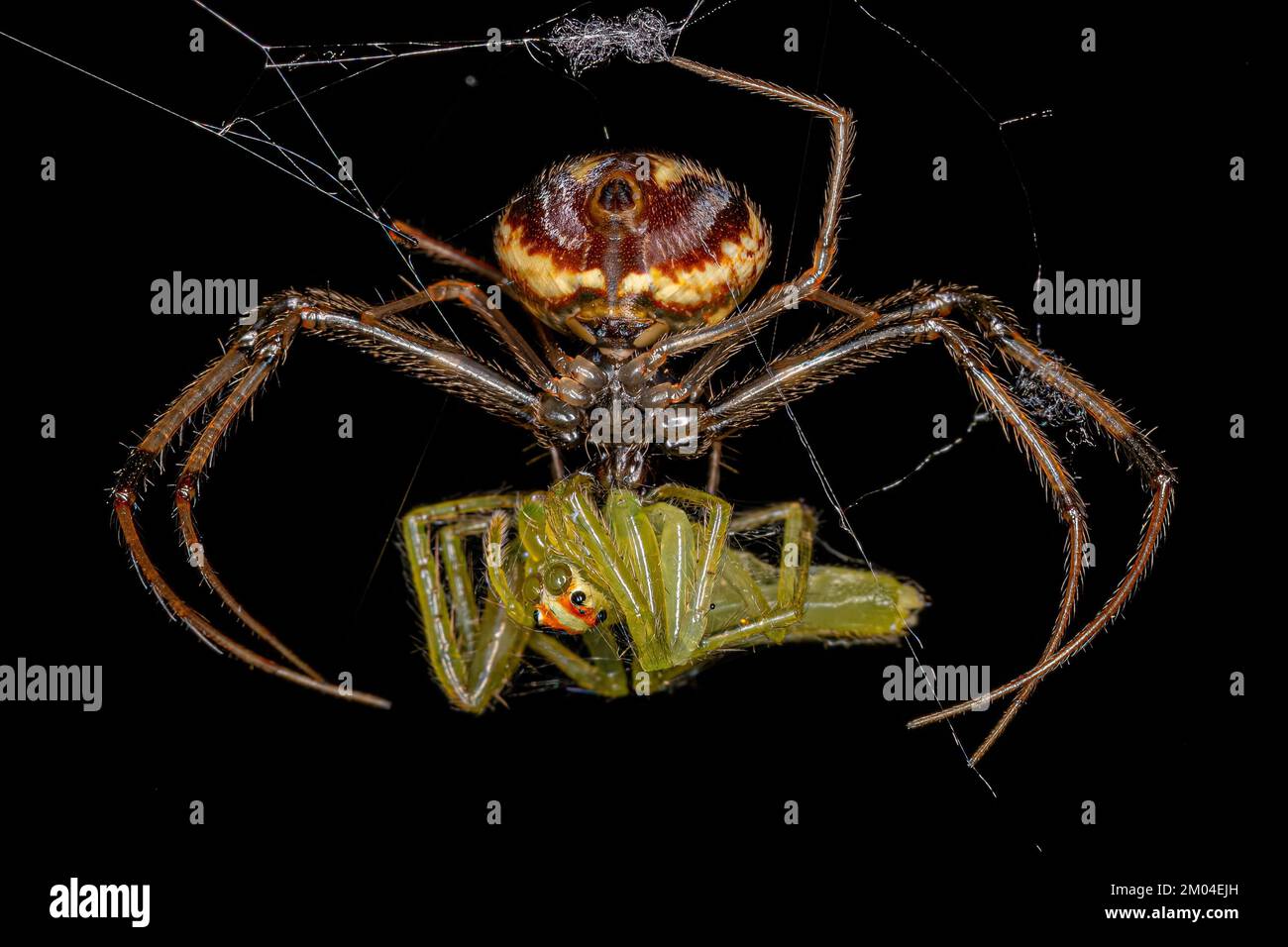 Small Female Pirate Spider of the Genus Gelanor preying on a Small ...