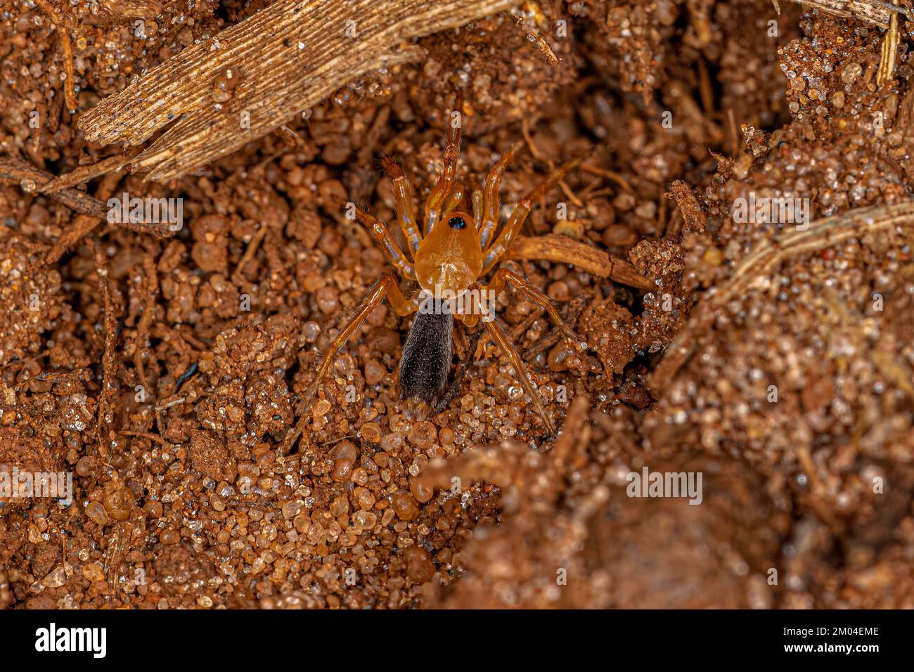Small Orange Lungless Spider of the Family Caponiidae Stock Photo - Alamy