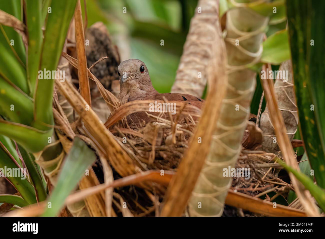 Ruddy Ground Dove of the species Columbina talpacoti Stock Photo - Alamy