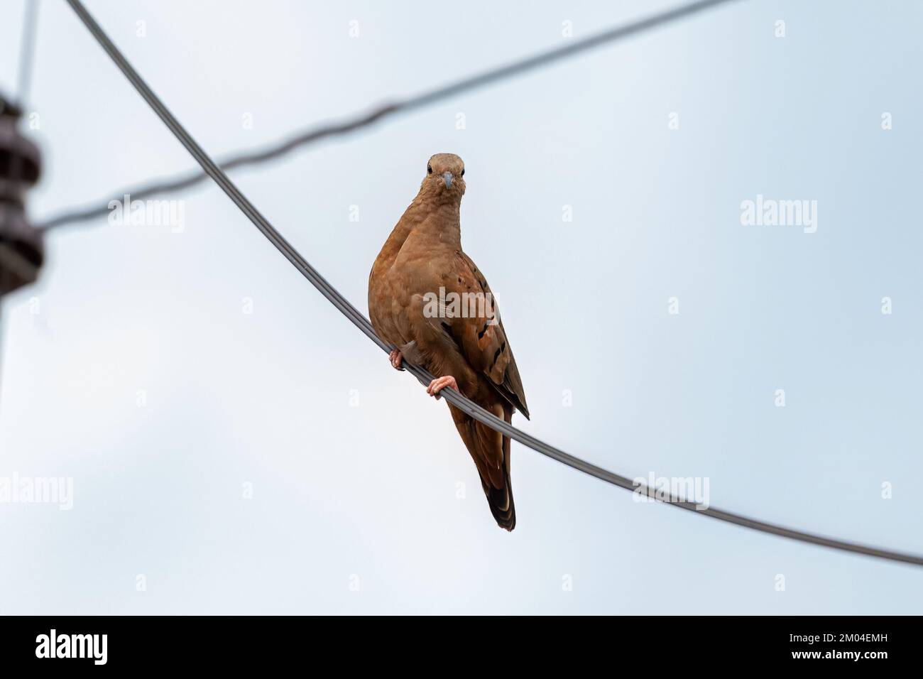 Ruddy Ground Dove of the species Columbina talpacoti Stock Photo - Alamy
