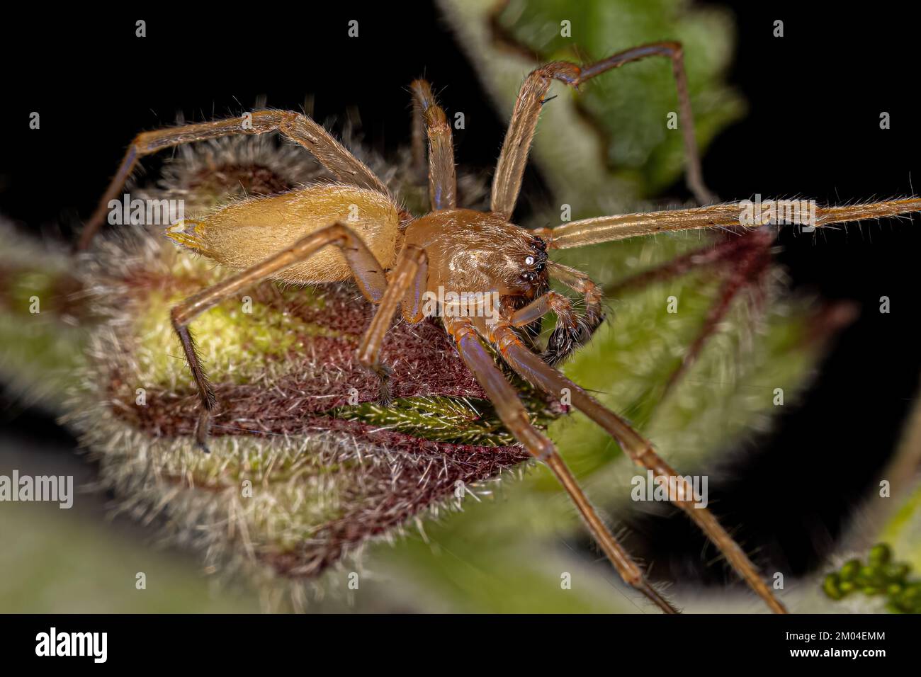 Adult Longlegged Sac Spider of the Genus Cheiracanthium Stock Photo - Alamy