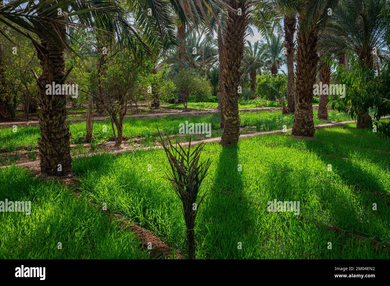 A typical African oasis in a Sahara desert, Morocco. Ecological ...