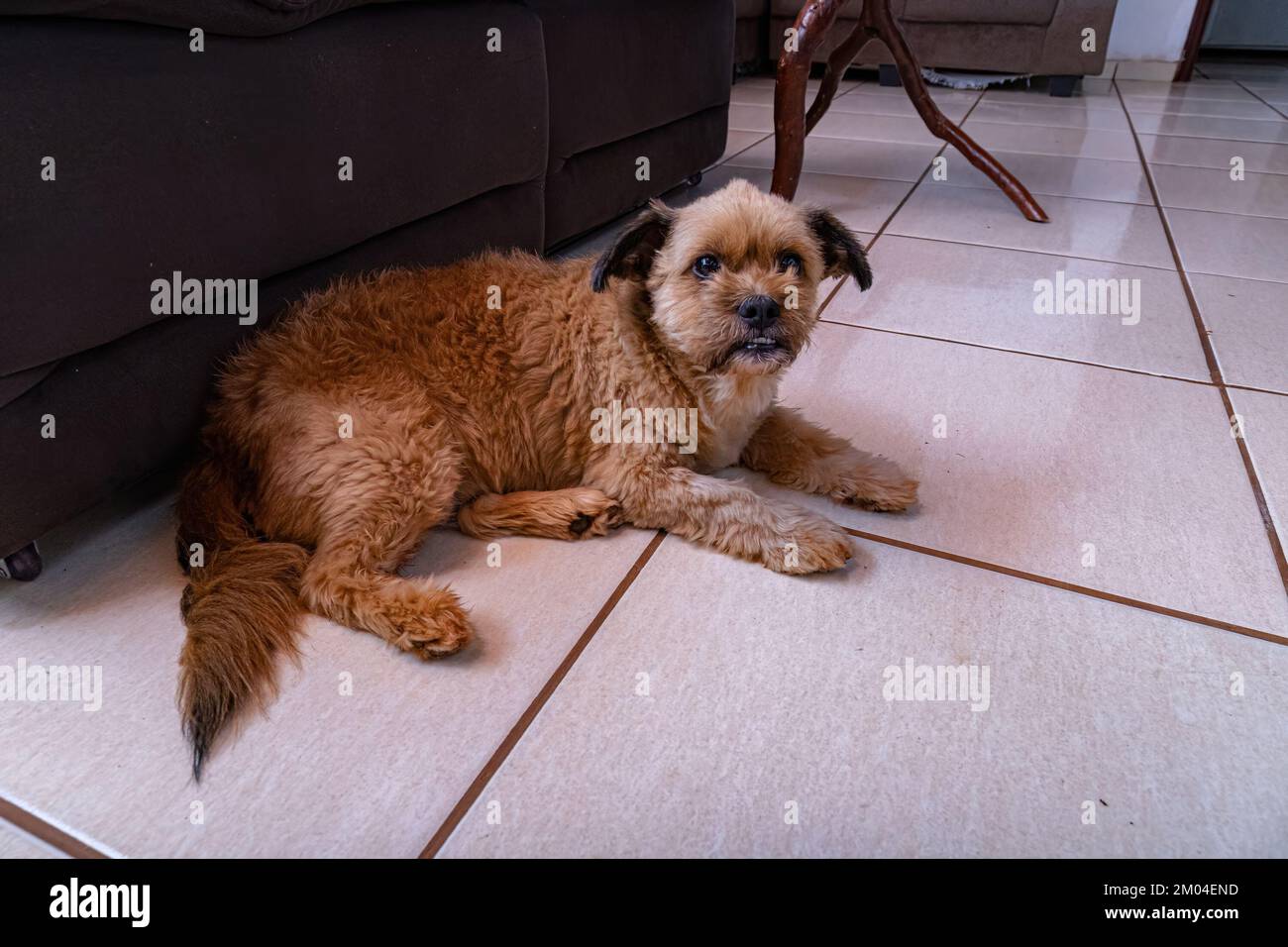 small animal Domestic dog inside a house Stock Photo - Alamy