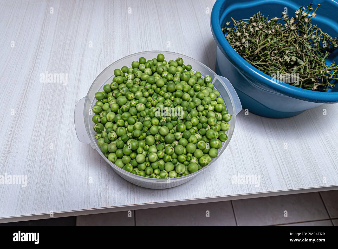 small green jurubeba fruits collected in a container Stock Photo - Alamy