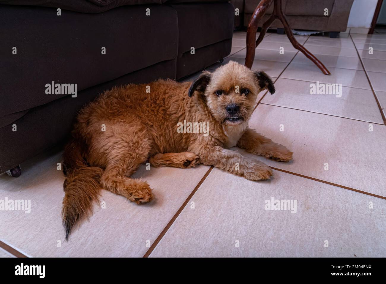 small animal Domestic dog inside a house Stock Photo - Alamy