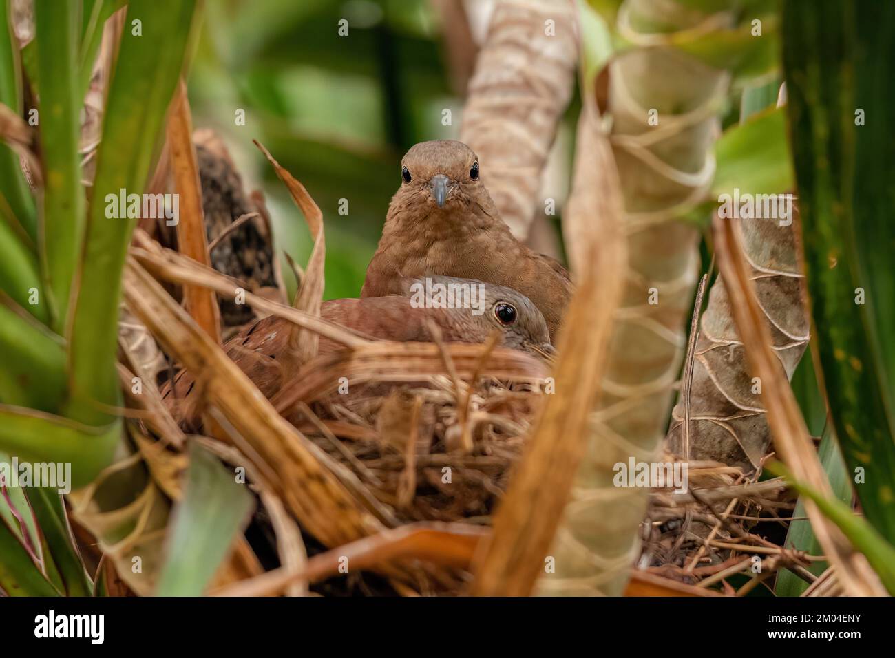 Ruddy ground dove species columbina hi-res stock photography and images ...