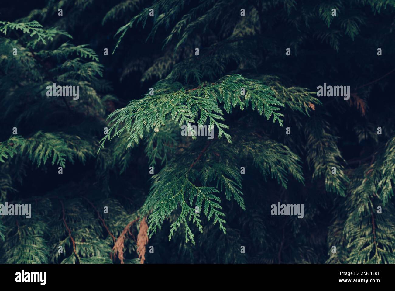 Deep beautiful green colors hi-res stock photography and images - Alamy