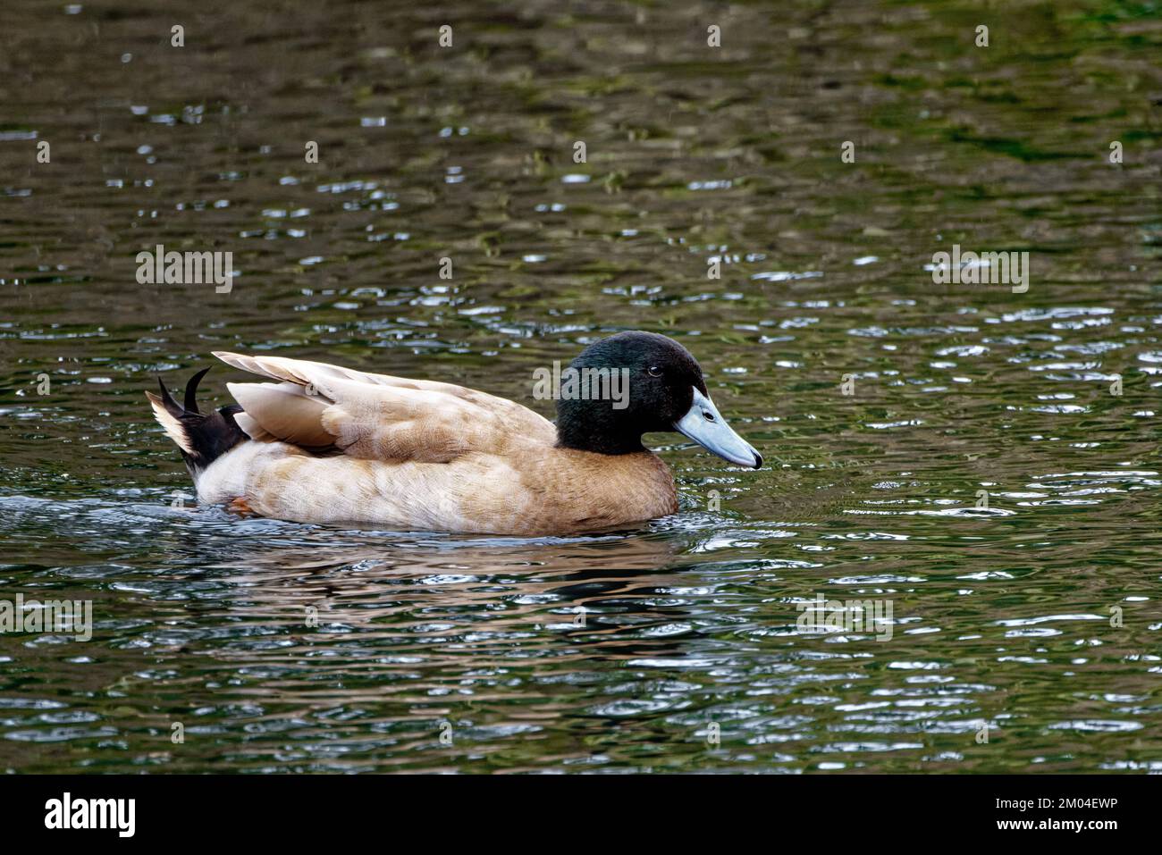 Blue-billed Mallard at Moss Valley, Brynteg, Wrexham, North Wales ...