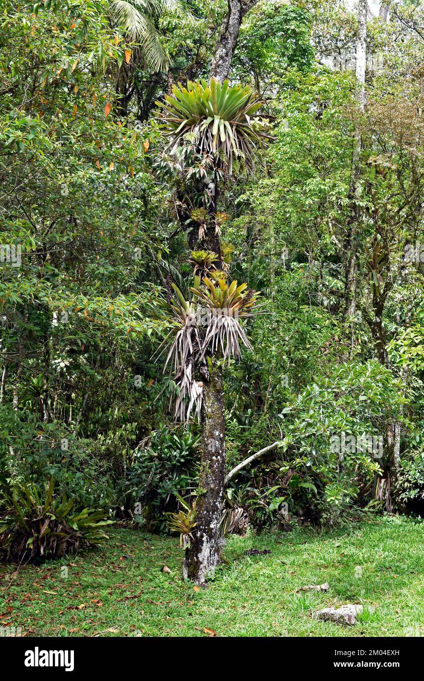 Bromeliads rainforest hi-res stock photography and images - Alamy