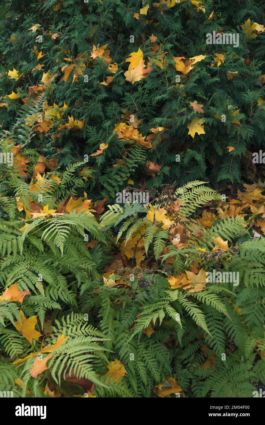 growing fern and thuja leaves covered in fallen maple tree leaves at ...