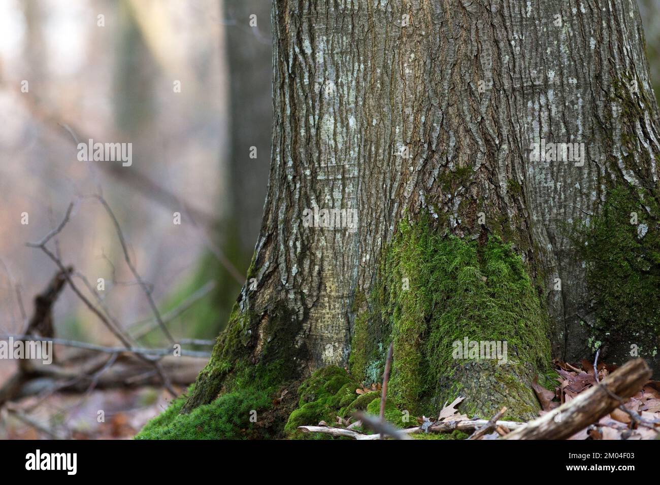 Northern red oak trees (Quercus rubra) in planting in Europe. Forest ...