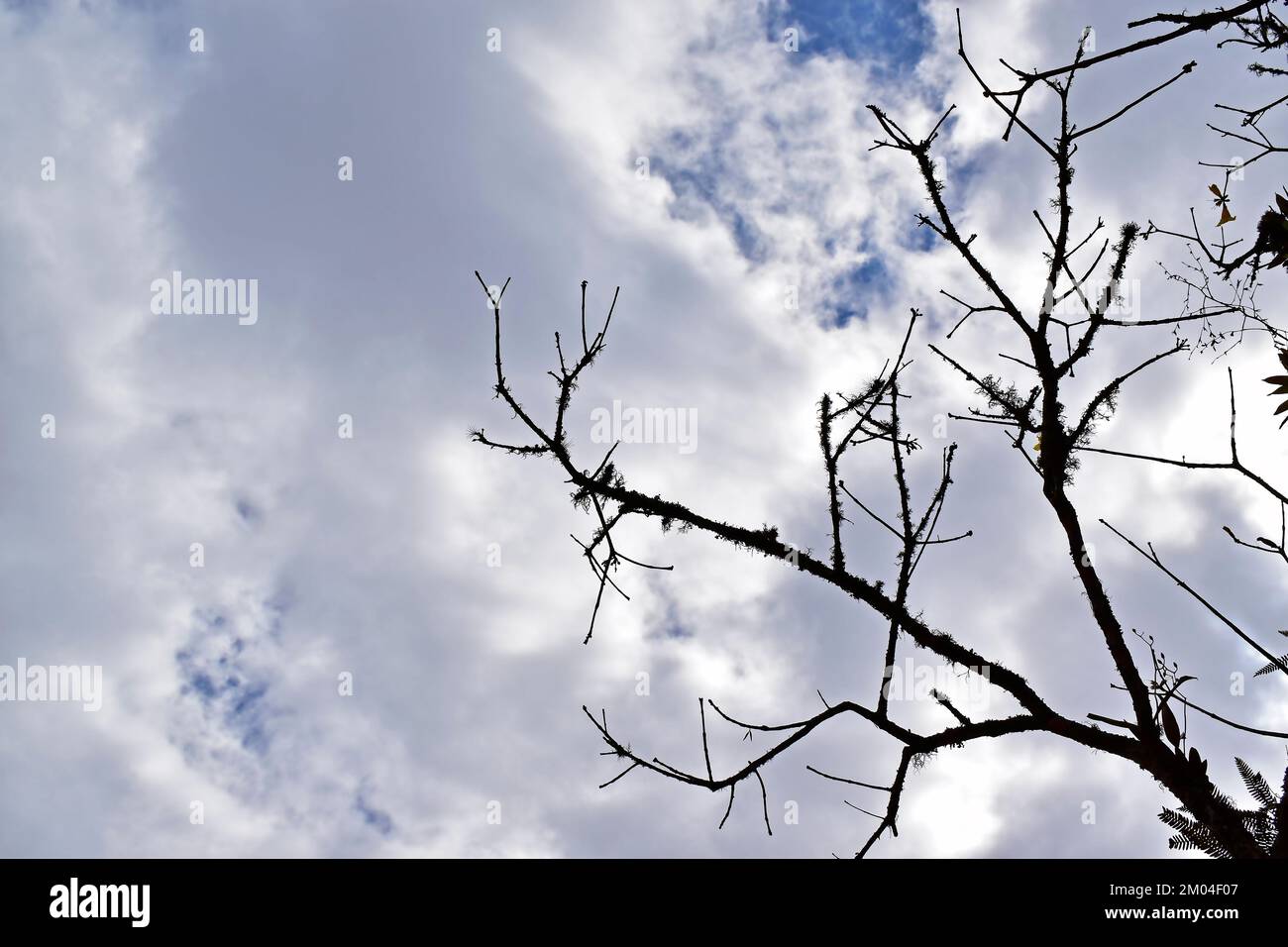 Dead tree brazil hi-res stock photography and images - Alamy