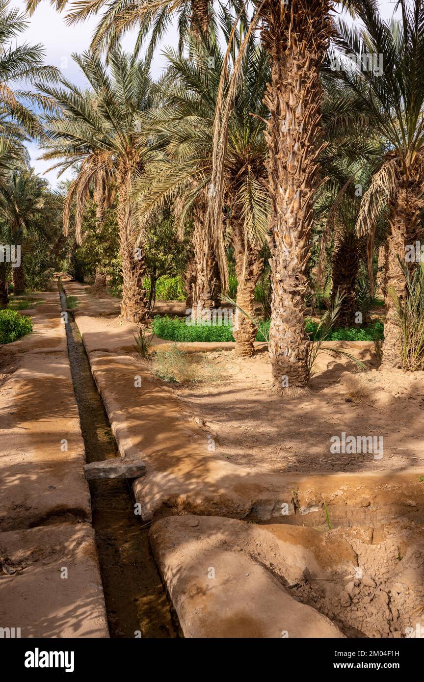A typical African oasis in a Sahara desert, Morocco. Ecological ...