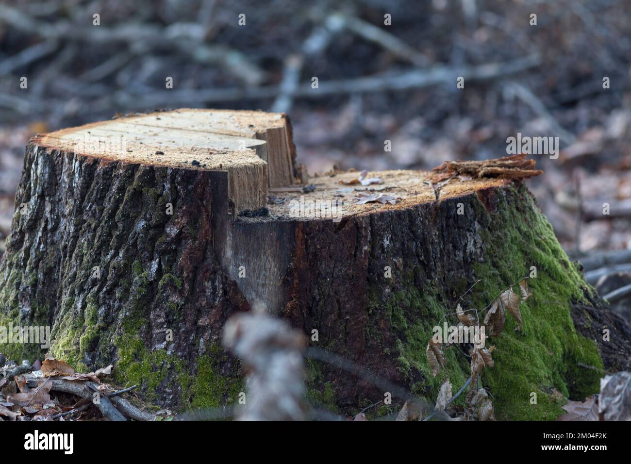 Deforestation concept panorama. Stump of tree after cutting forest. Oak stump on the felling ...