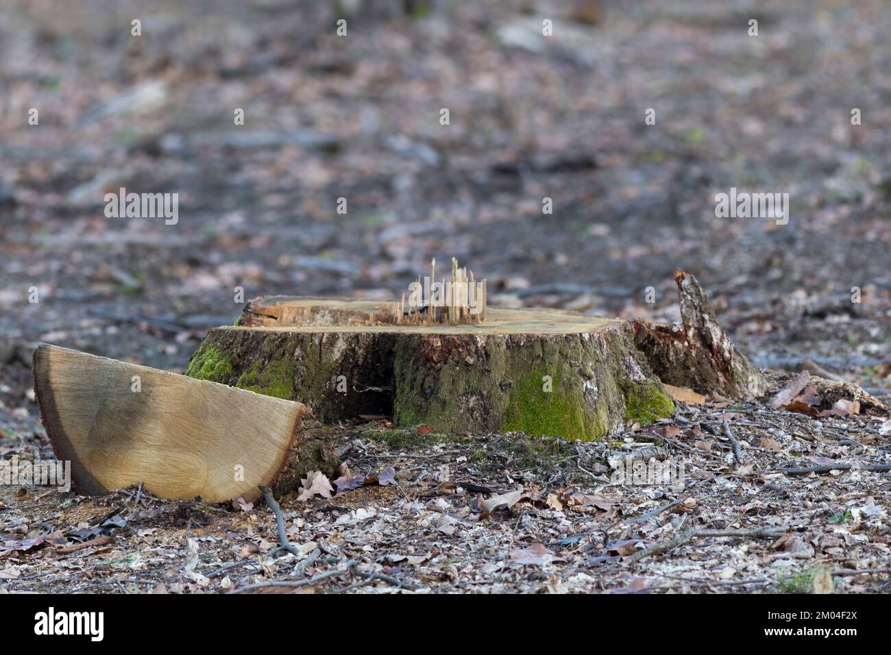Deforestation concept panorama. Stump of tree after cutting forest. Oak stump on the felling ...