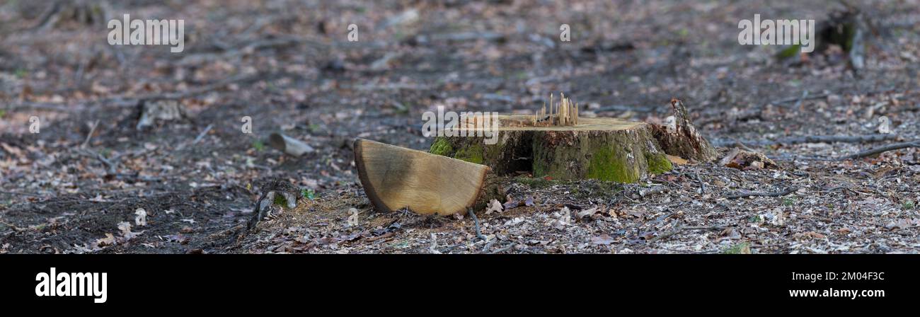 Deforestation concept panorama. Stump of tree after cutting forest. Oak ...