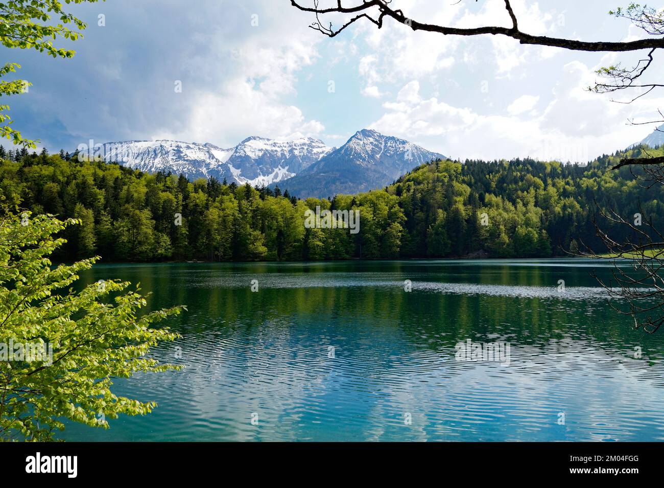 emerald-green waters of lake Alatsee in Fuessen, Bavaria with the snowy ...