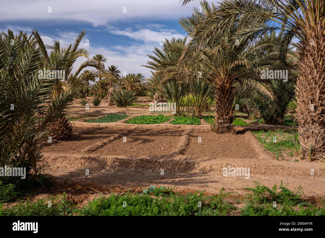 A typical African oasis in a Sahara desert, Morocco. Ecological ...