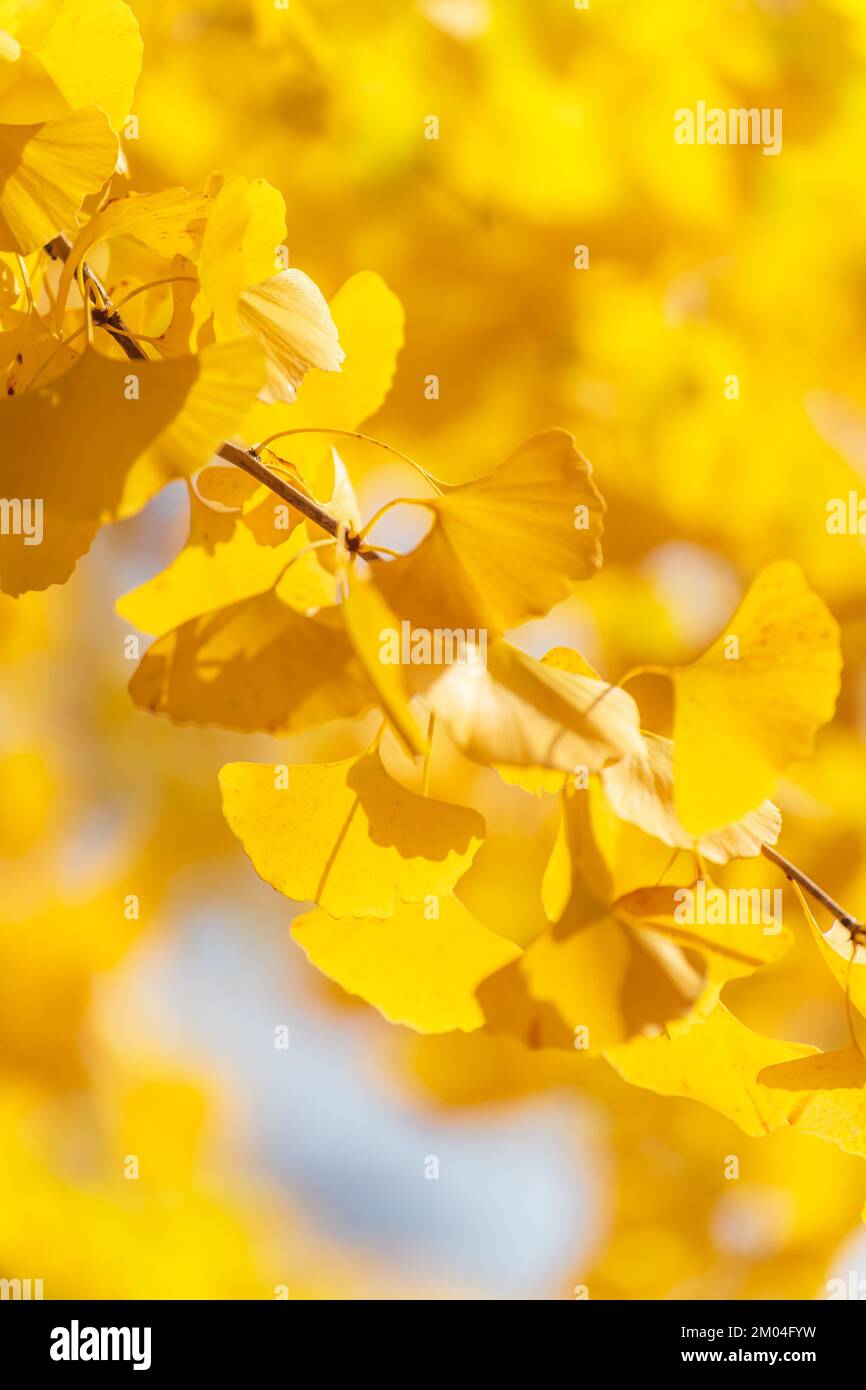 Autumn at Showa Memorial Park, Golden Ginkgo Tree, Tokyo, Japan Stock ...