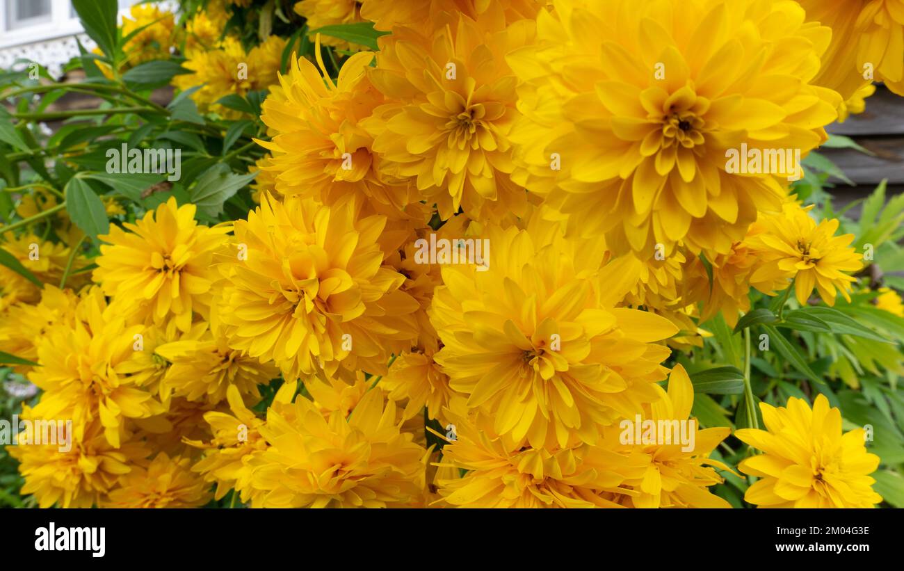 Large yellow flowers of Rudbeckia laciniata in front of a rustic house ...