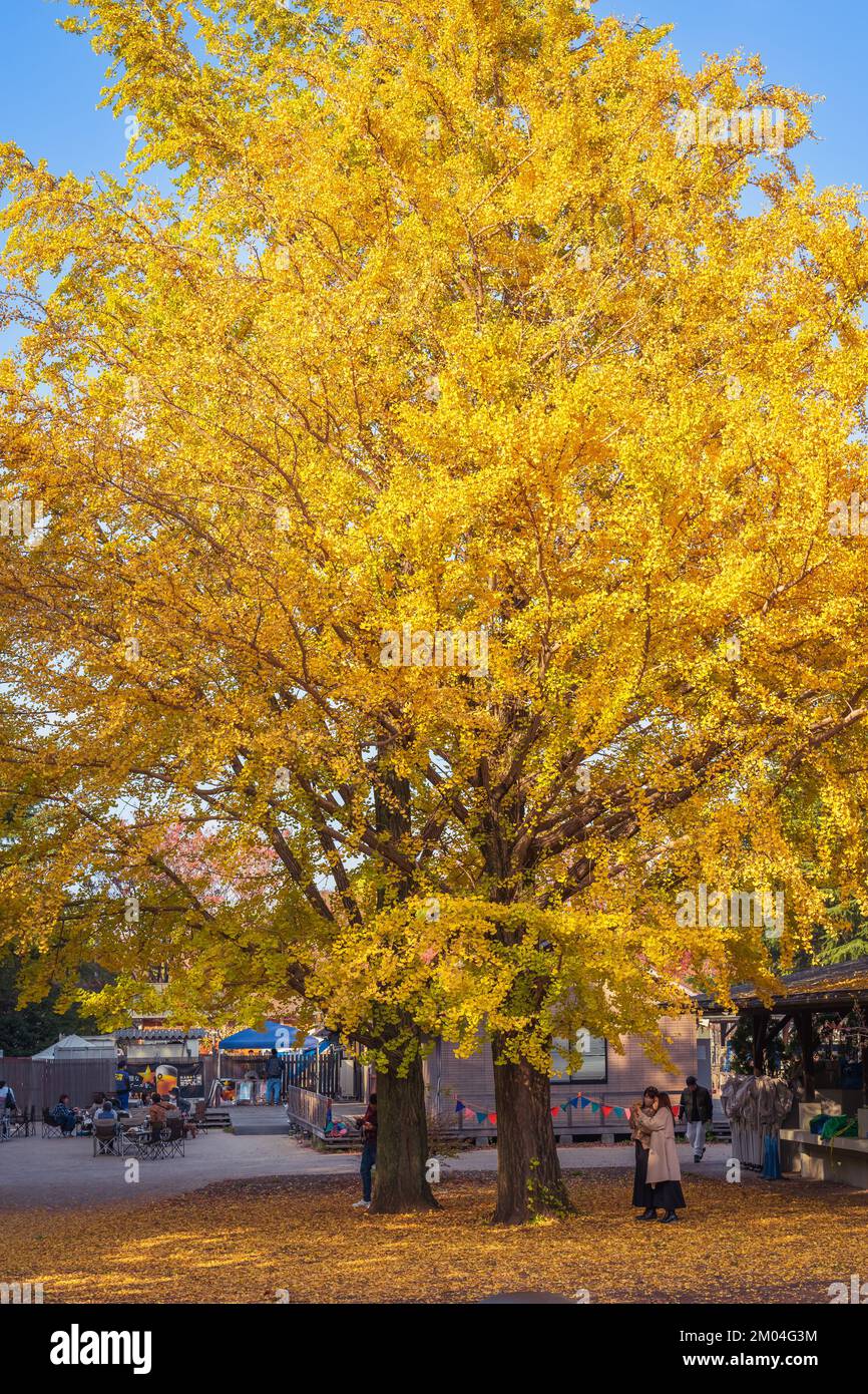 Autumn at Showa Memorial Park, Golden Ginkgo Tree, Tokyo, Japan Stock ...