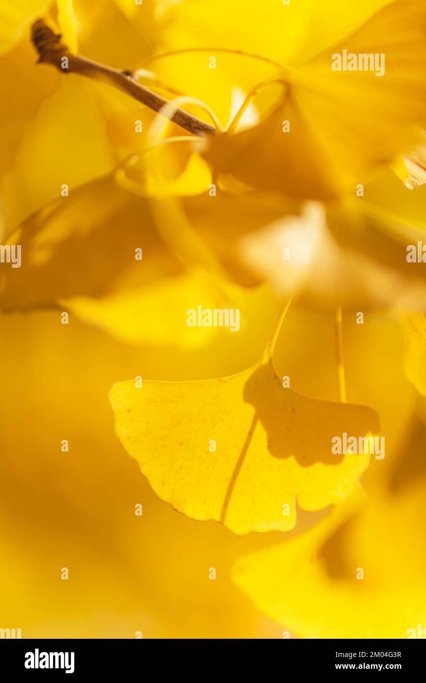 Autumn at Showa Memorial Park, Golden Ginkgo Tree, Tokyo, Japan Stock ...