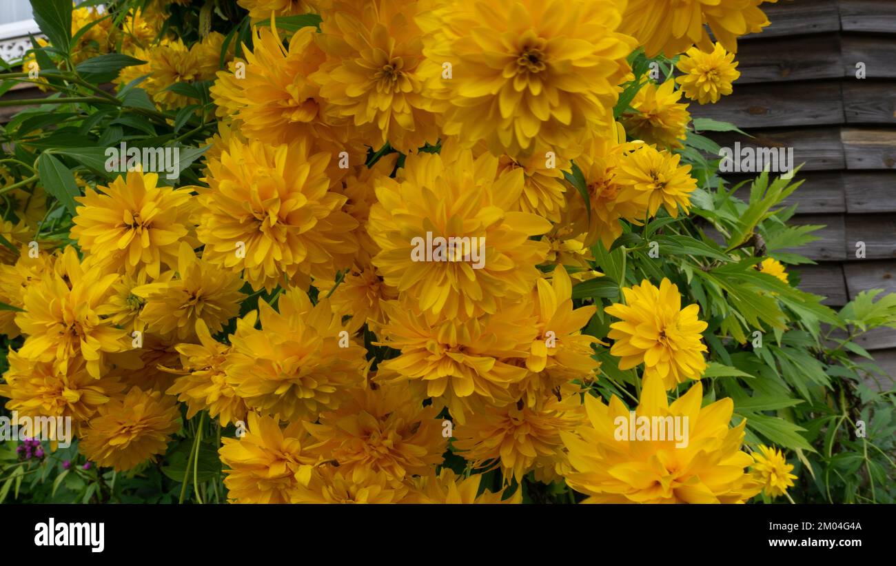 Large yellow flowers of Rudbeckia laciniata in front of a rustic house ...