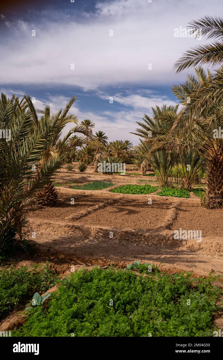 A typical African oasis in a Sahara desert, Morocco. Ecological ...