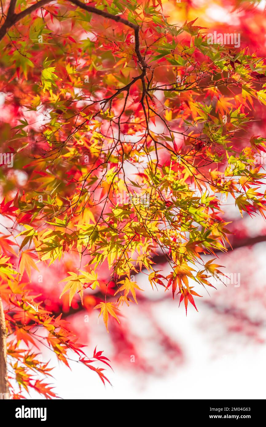 Autumn at Showa Memorial Park, Golden Ginkgo Tree, Tokyo, Japan Stock ...