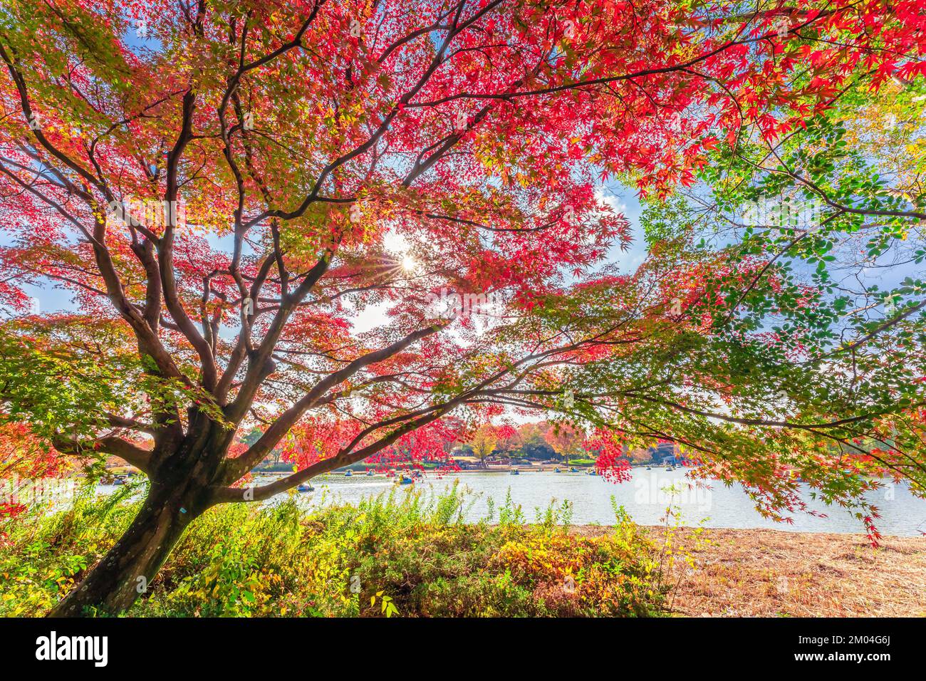 Autumn at Showa Memorial Park, Golden Ginkgo Tree, Tokyo, Japan Stock ...