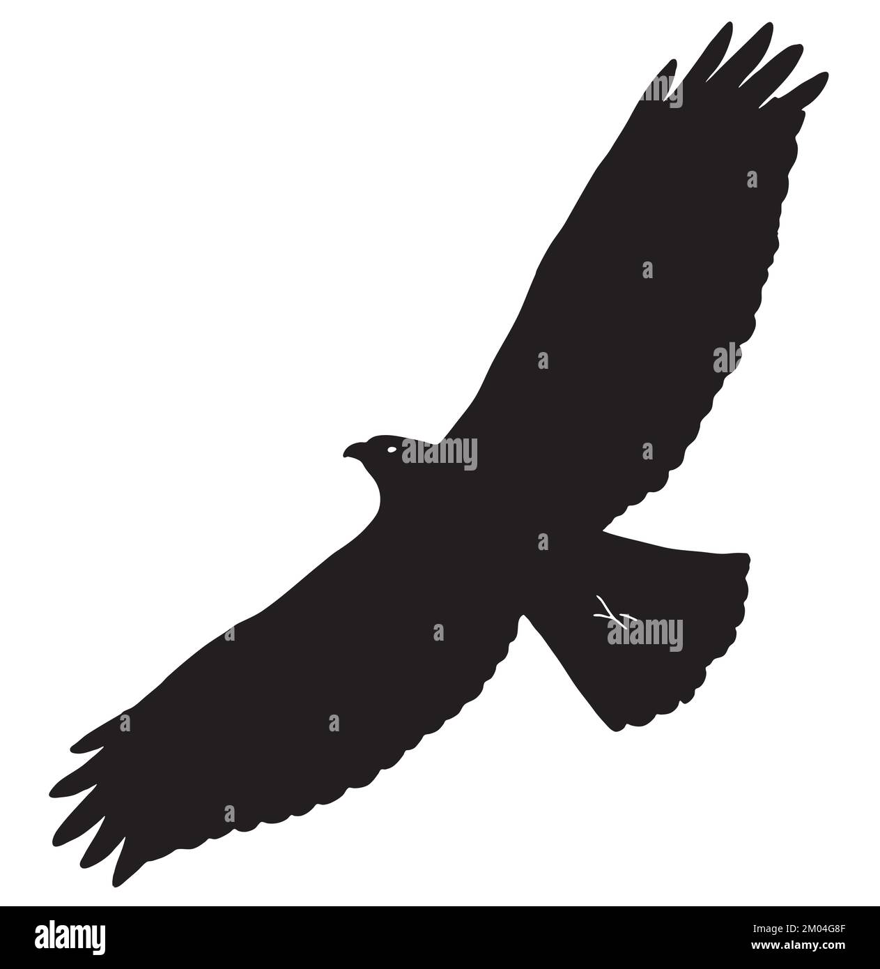 Birdwatching illustration art Stock Vector Images - Alamy