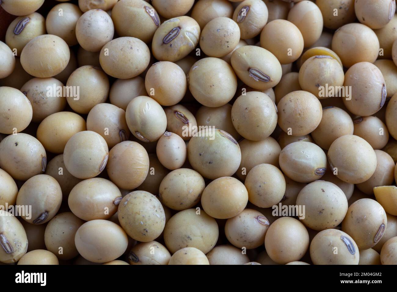 close-up view of bulk soybean seeds Stock Photo - Alamy