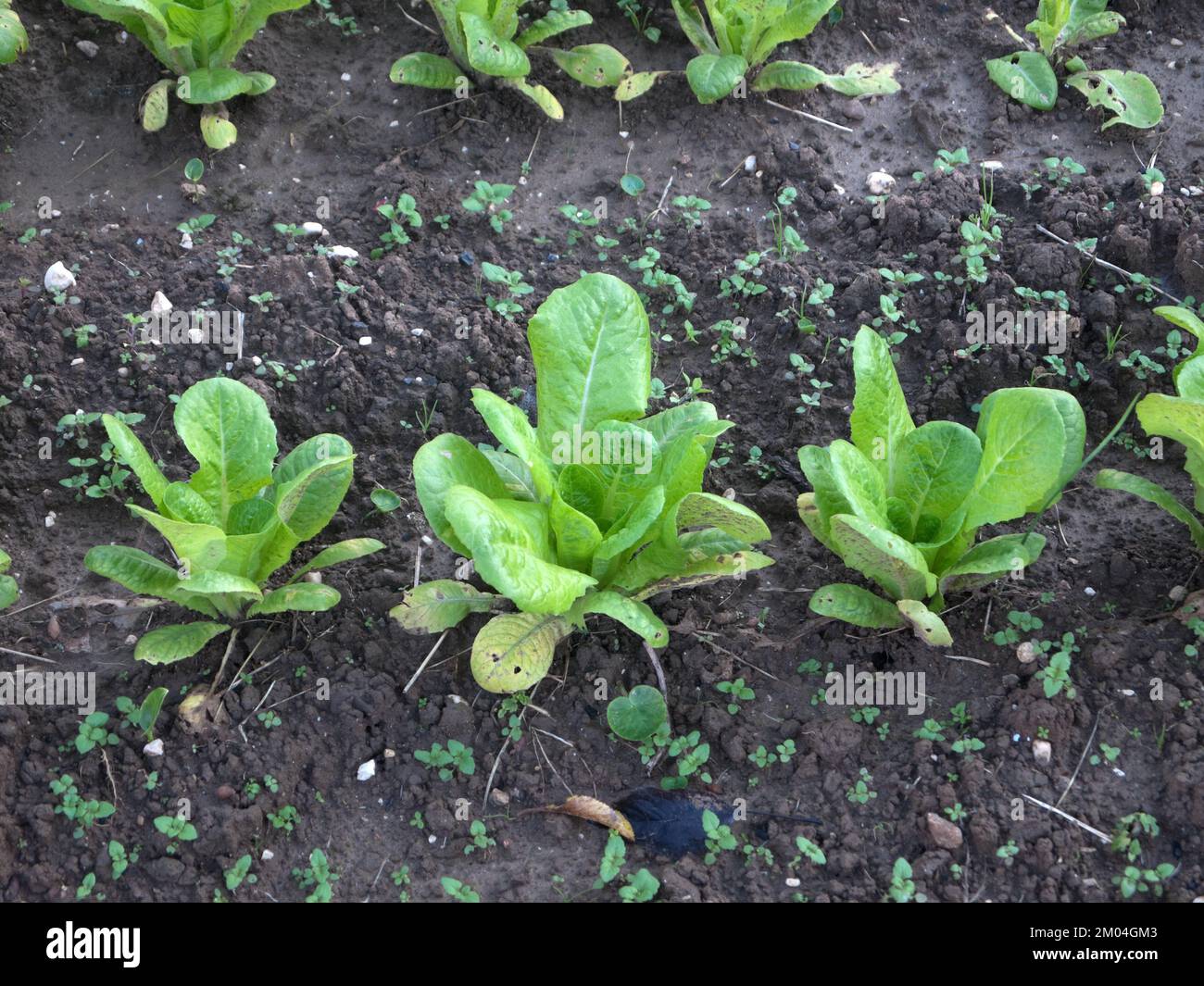 homegrown lettuce plants in the ground Stock Photo - Alamy