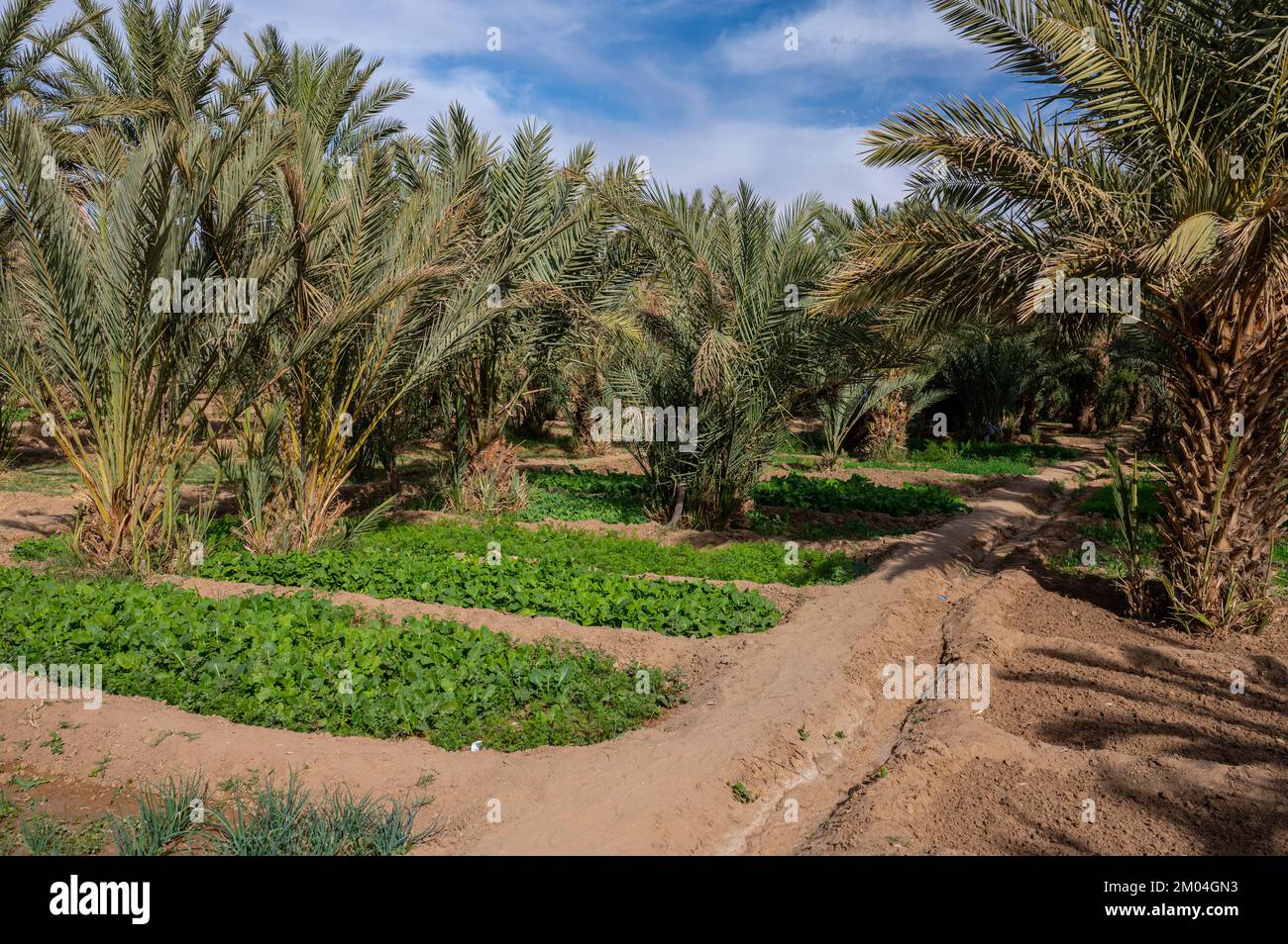 A typical African oasis in a Sahara desert, Morocco. Ecological ...