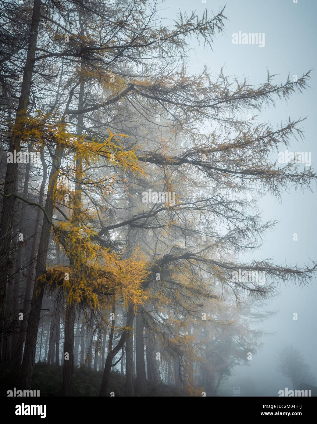 Larch trees in fog Stock Photo - Alamy