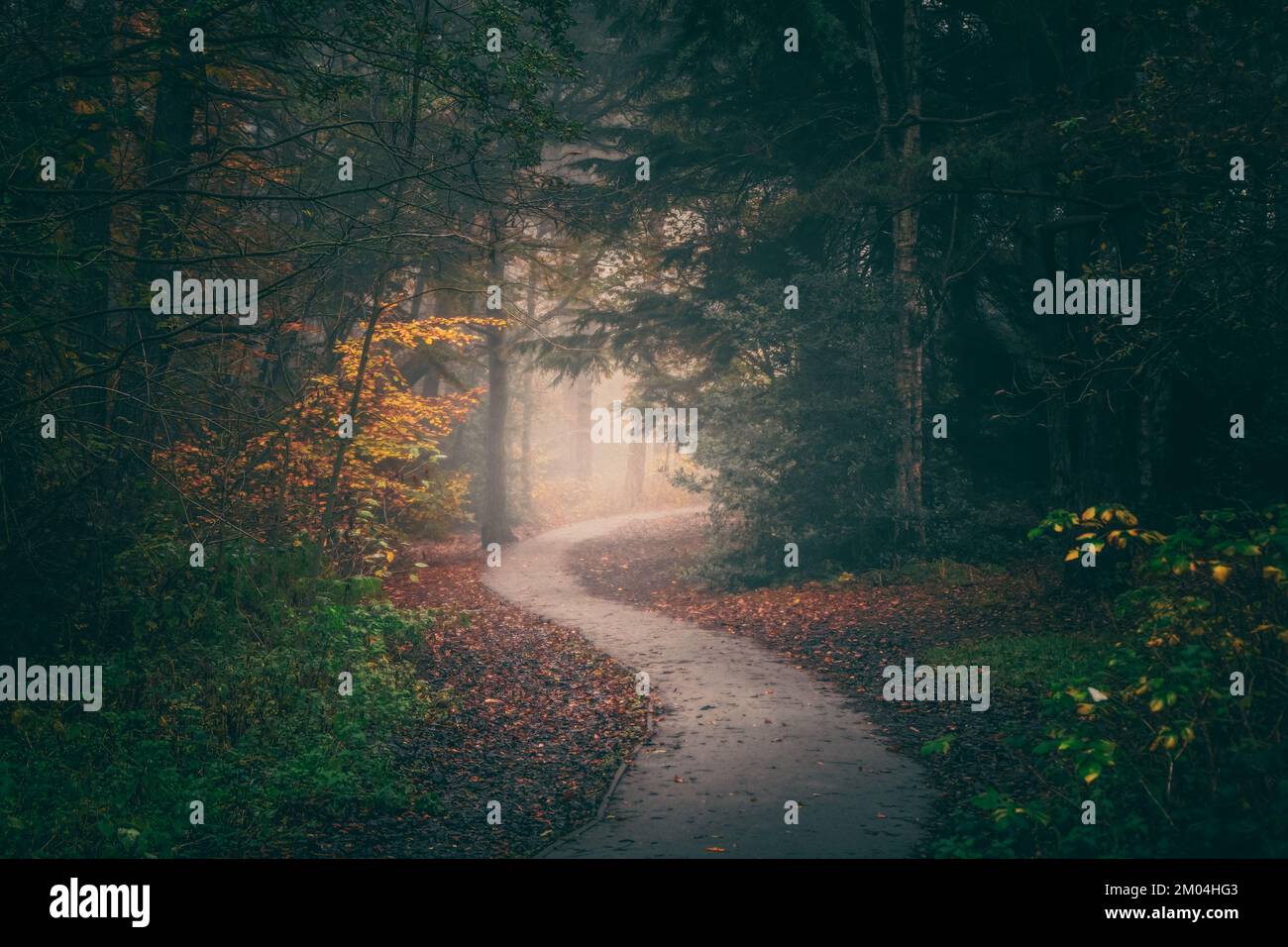 Winding foggy path hi-res stock photography and images - Alamy